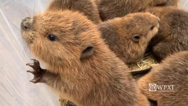 PITTSBURGH ZOO: Pittsburgh Zoo and PPG Aquarium welcomes new additions ...