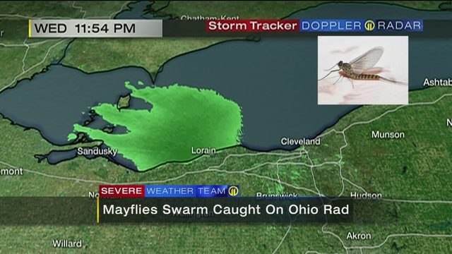 MAYFLY SWARM: Massive swarm of mayflies shows up on radar | WPXI